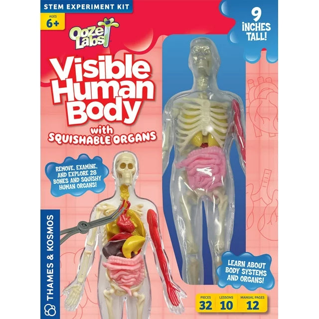 Visible Human Body with Squishable Organs: Ooze Labs – Orange Otter Toys